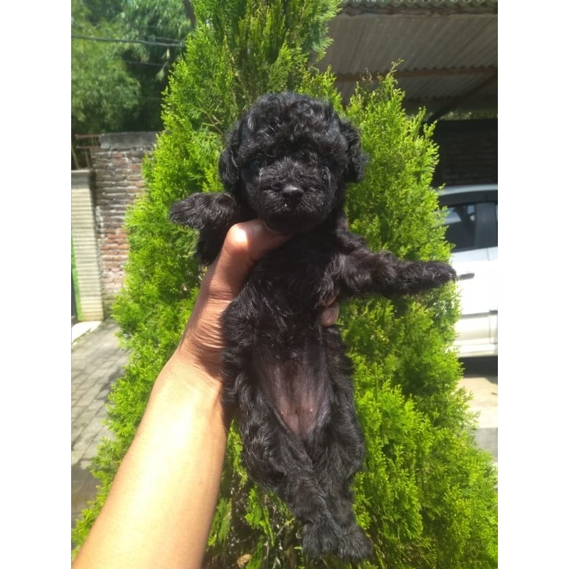 Jual black toy poodle | Shopee Indonesia