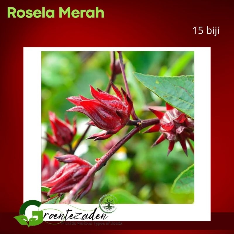 Jual Benih Bibit Biji Bunga rosela merah teh rosella kualitas unggul ...