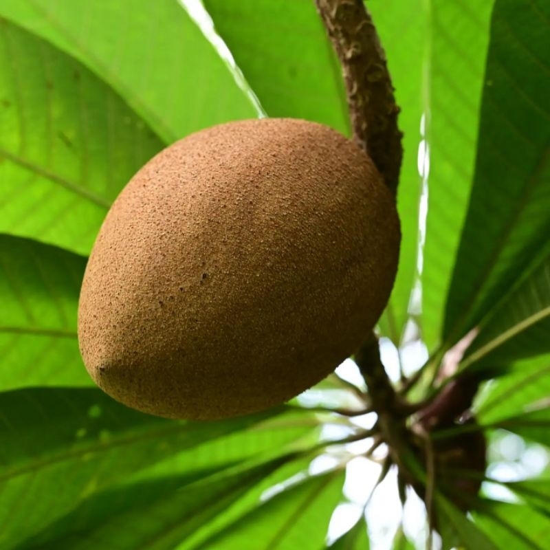 Jual Tanaman Buah Mamey Sapote Magana / bibit pohon sapote magana ...