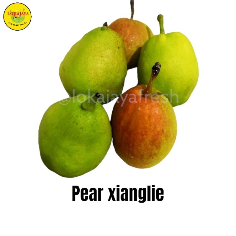Jual Pear Xianglie 1 Kg | Shopee Indonesia
