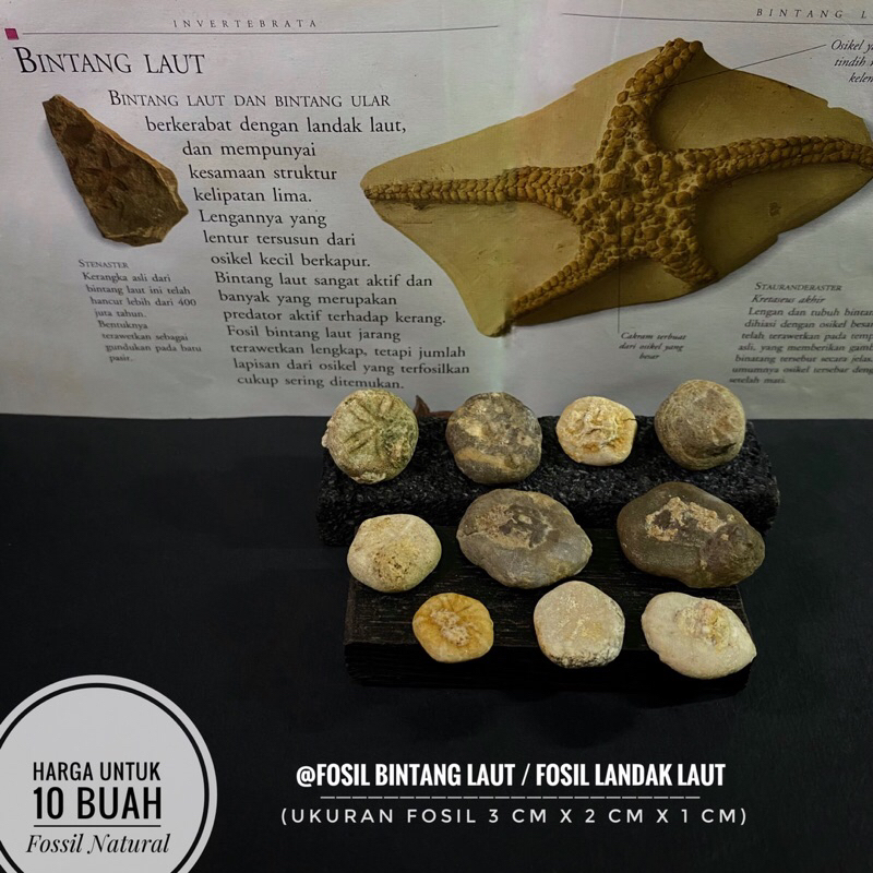 Jual Fosil Sea Urchin Temuan B13 atau Fosil Landak Laut atau Fosil ...