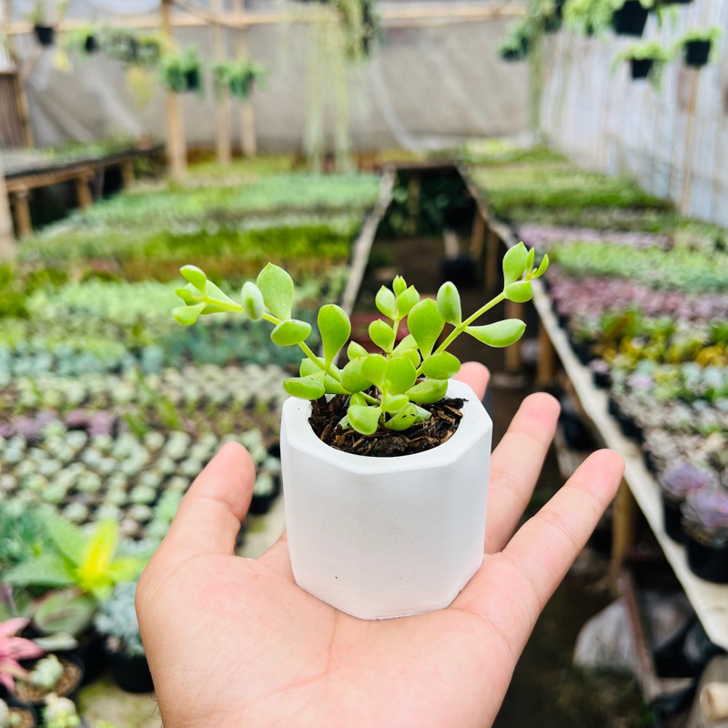 Jual Kaktus Sukulen mini fullset (free pot semen, tanah, batu hias ...