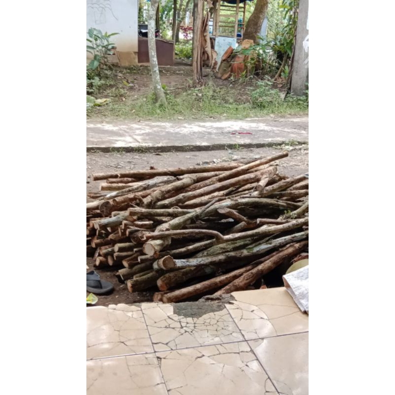 Jual kayu kopi/ pohon kopi panjang 1,1 meter | Shopee Indonesia