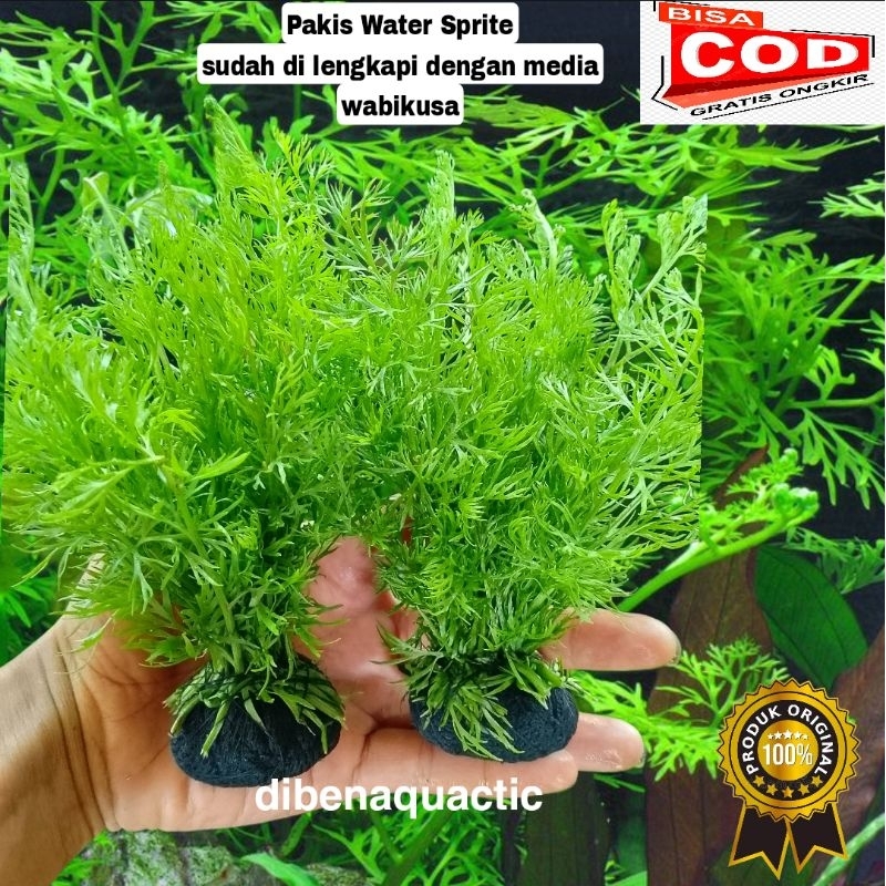 Jual Water sprite-pakis air media wabikusa tanaman aquascape | Shopee ...