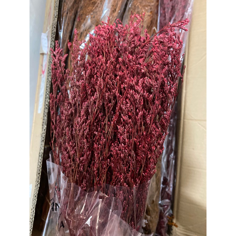 Jual (ECER) Caspea Dried Flower / Bunga Kering Limonium Lovergrass ...