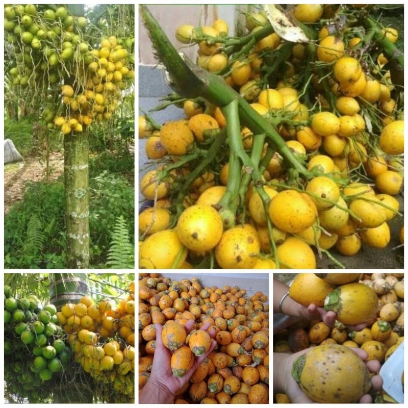 Jual Bibit Pinang Wangi Atau Pandan Wangi Jenis Pinang Unggul | Shopee ...