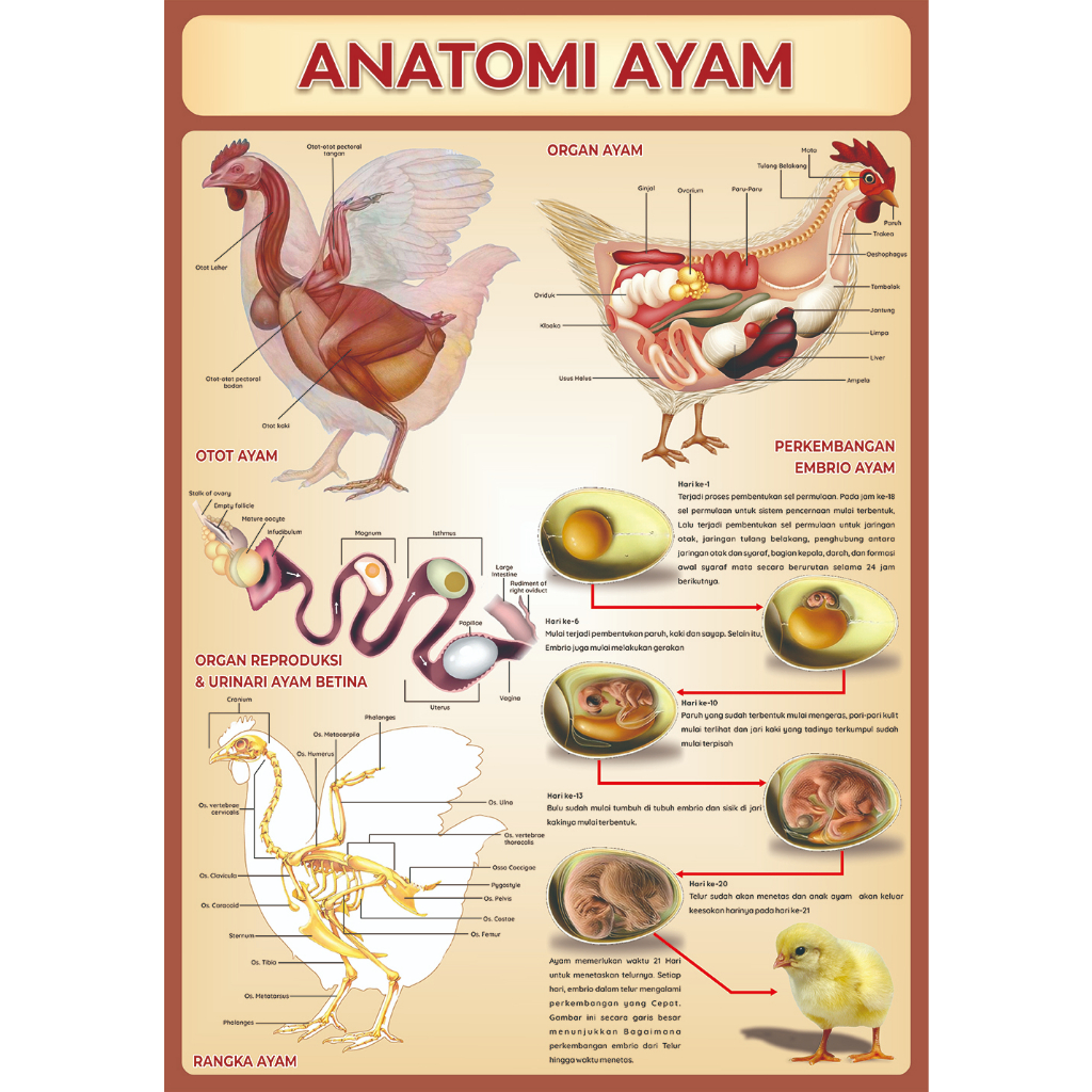 Jual Poster ANATOMI Manusia dan Hewan | Pilihan Lengkap | Shopee Indonesia