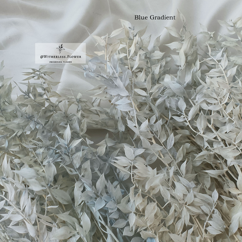 Jual 50 gr Preserved Ruscus Ruskus / Dried Flower Awetan / Bunga Kering ...