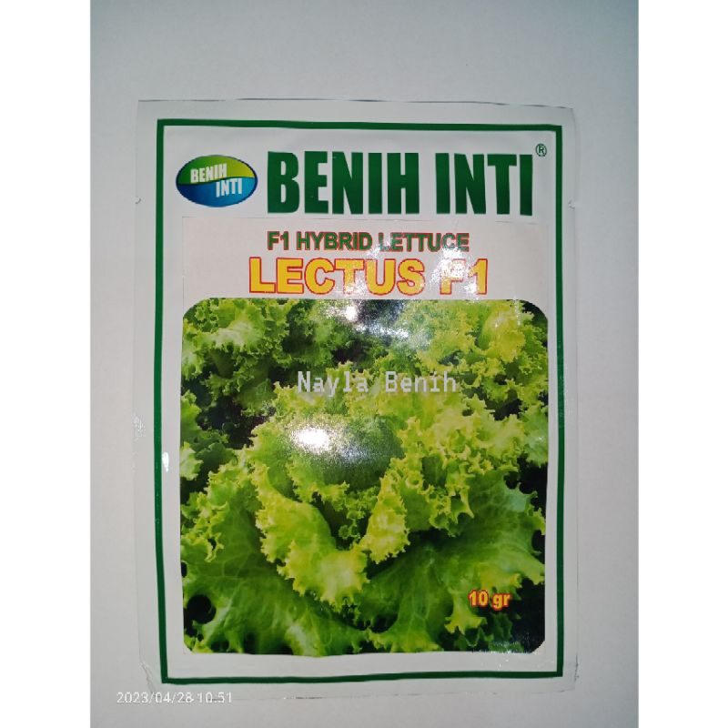 Jual Benih Selada LECTUS F1 dari Benih Inti | Shopee Indonesia