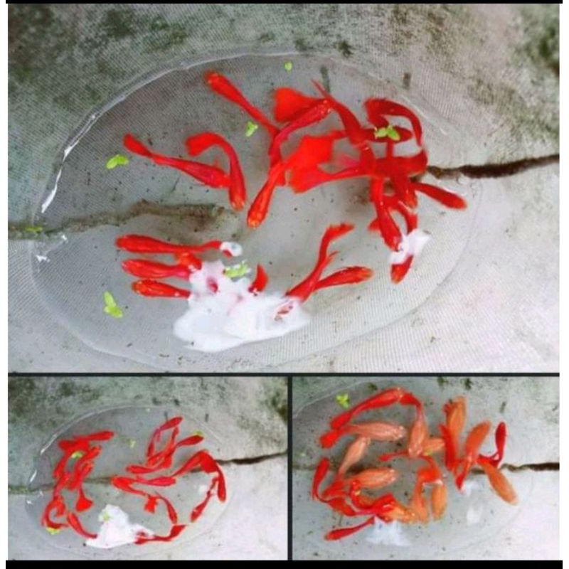 Jual new gapi afr jantan | Shopee Indonesia