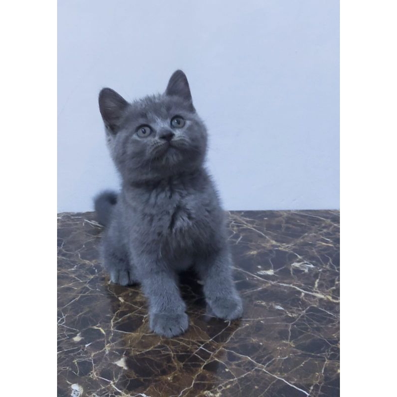 Jual kucing British abu lucu | Shopee Indonesia