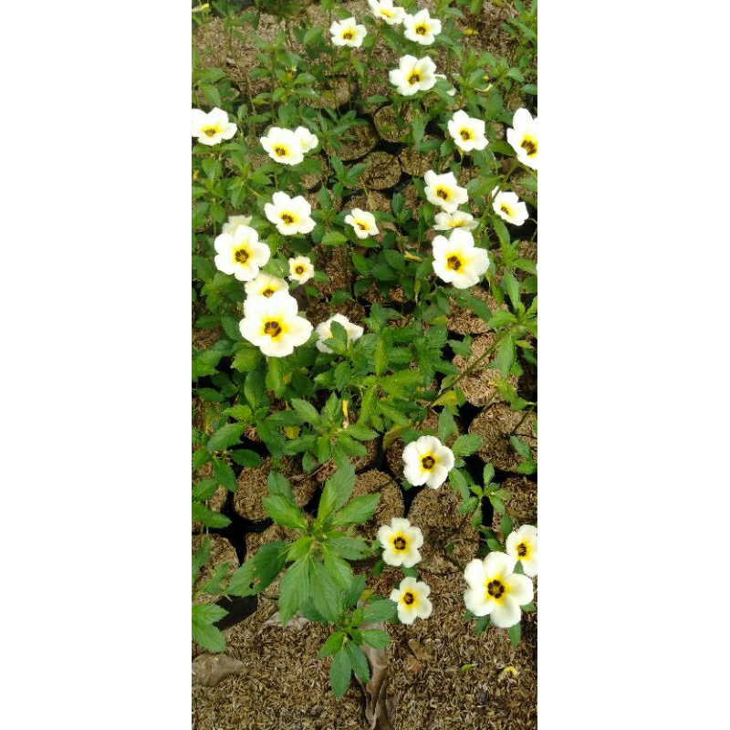 Jual Tanaman hias bunga tunera bunga tunera subulata | Shopee Indonesia