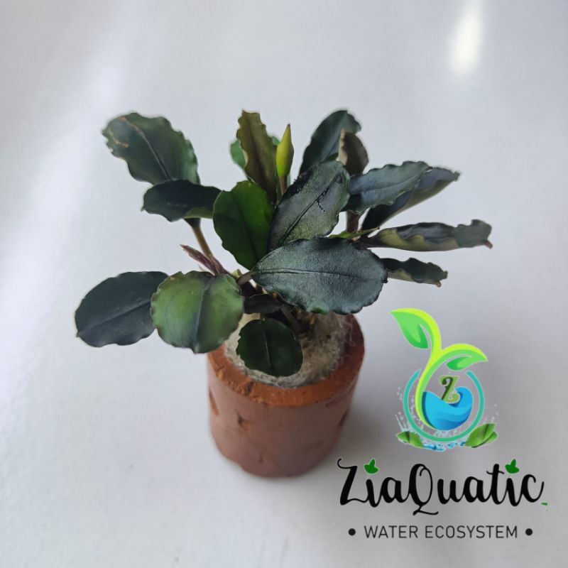Jual Bucephalandra Roundleaf (Daun Bulat) On Pot - Tanaman Aquascape ...