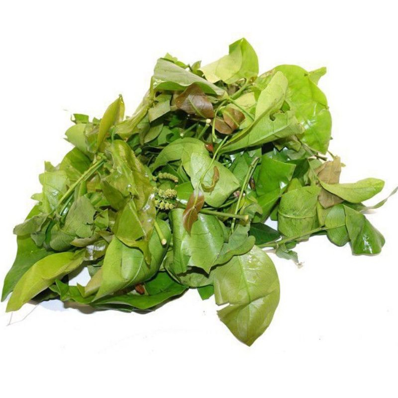 Jual DAUN SO/MLINJO 250G | Shopee Indonesia