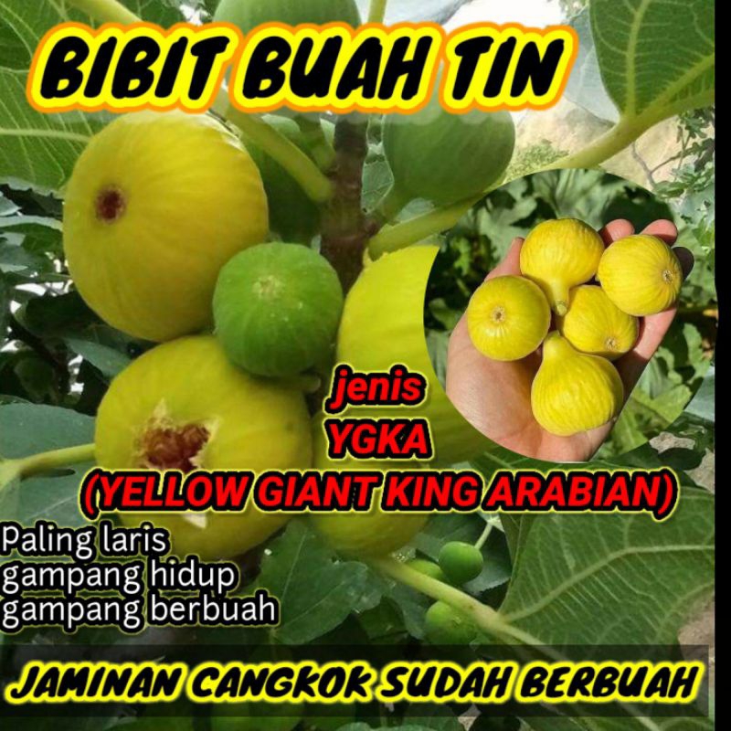 Jual bibit buah tin jenis paling BESAR ygka yellow Giant king arabian ...