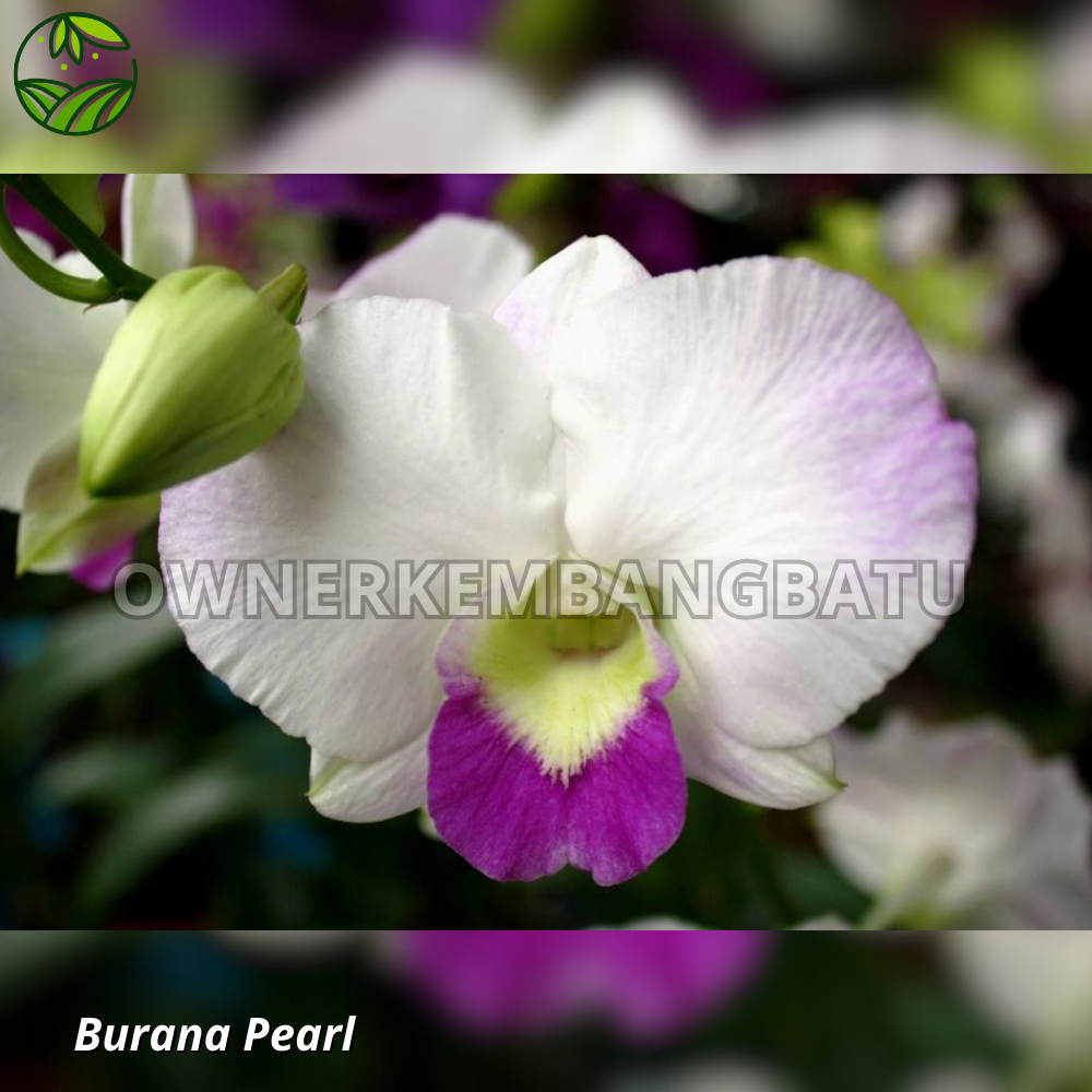 Jual DENDROBIUM BULAT HYBRID REMAJA RASA DEWASA | Shopee Indonesia