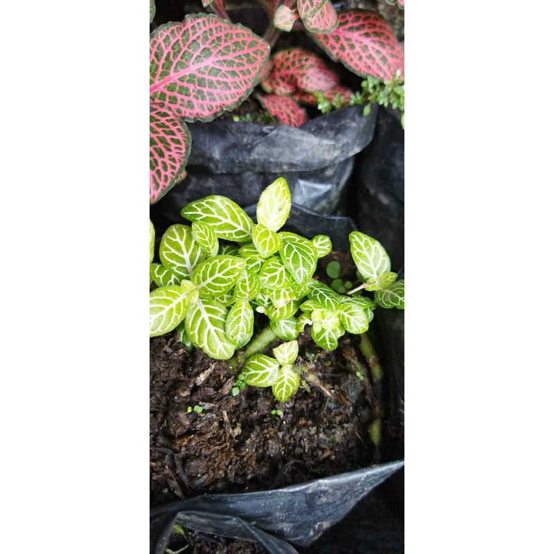 Jual fittonia green mini lemon | Shopee Indonesia