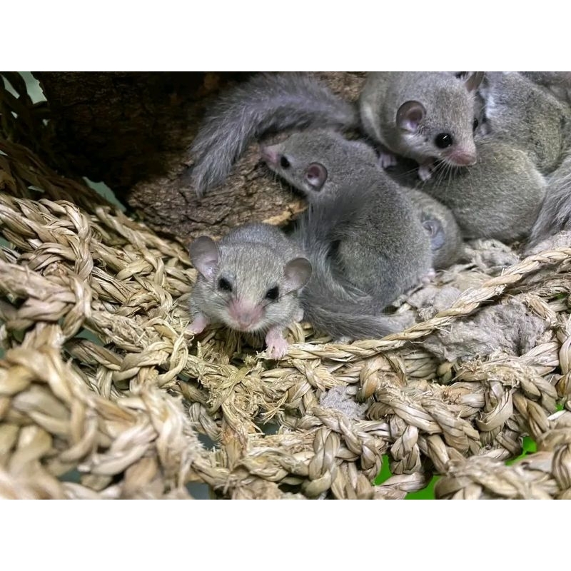 Jual african pygmy dormice lucu | Shopee Indonesia