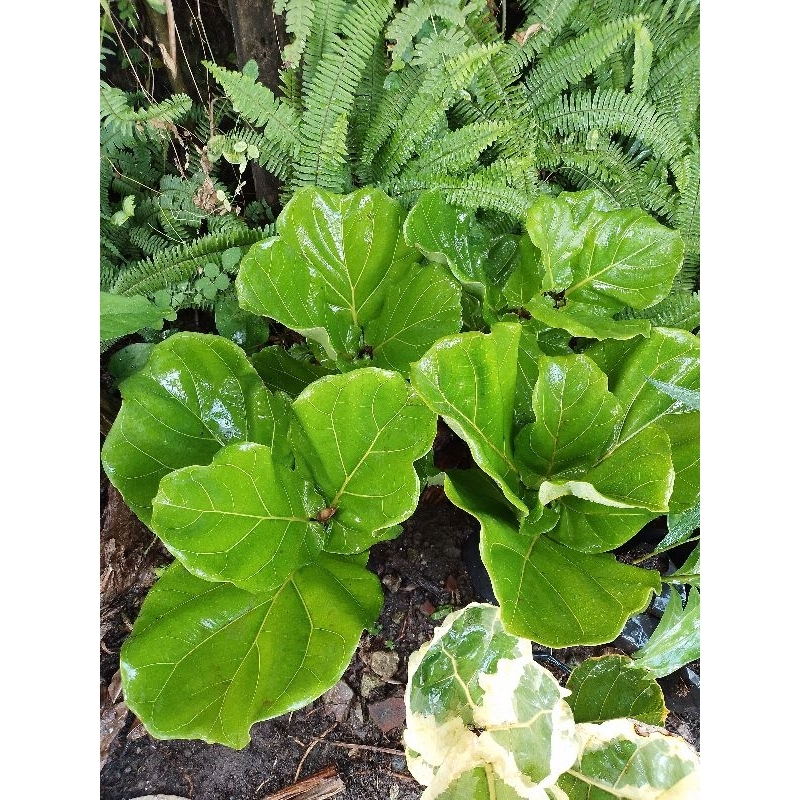 Jual Mokilo43 Tanaman Ficus Lyrata Ketapang Biola | Shopee Indonesia