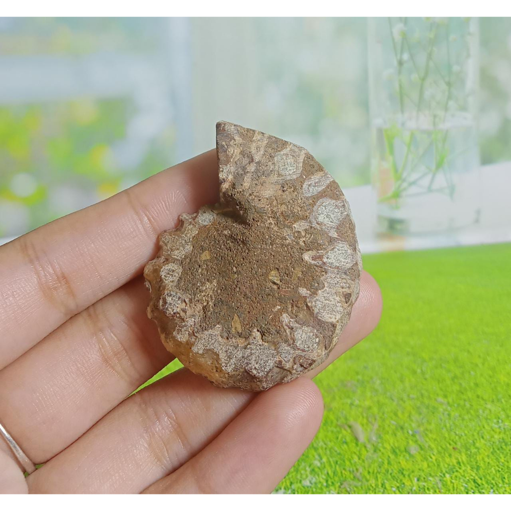 Jual Batu Natural Fossil Keong slice (20) | Shopee Indonesia