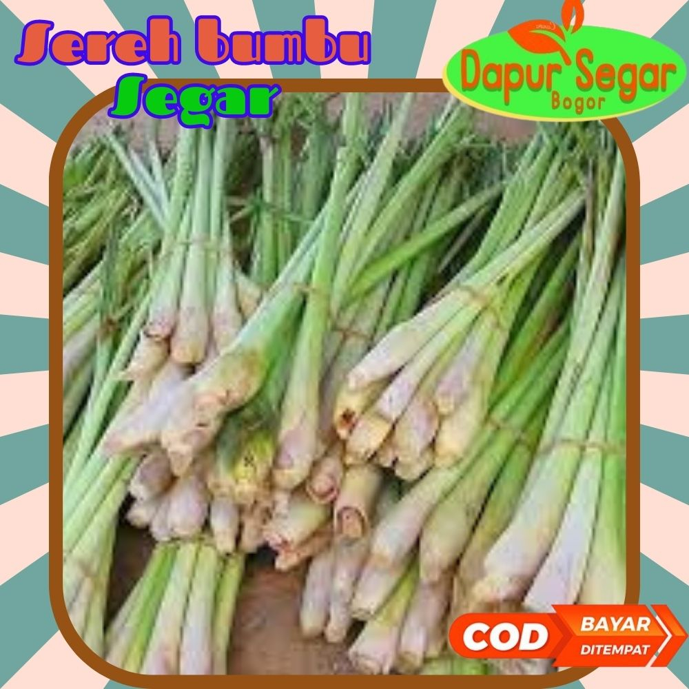 Jual Sereh Serai 1kg segar Bumbu Dapur | Shopee Indonesia