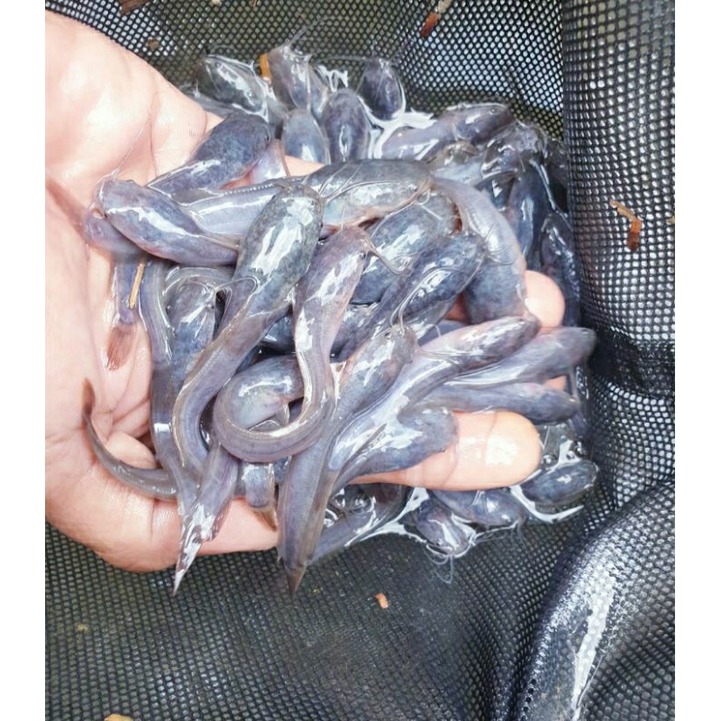 Jual Bibit Lele Mutiara Super Ukuran 4-6 cm dan 5-7 cm | Shopee Indonesia