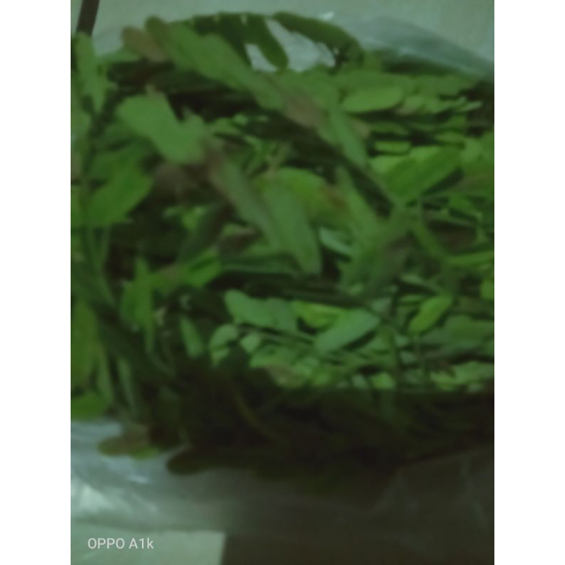 Jual daun asam / sinom muda sgar | Shopee Indonesia