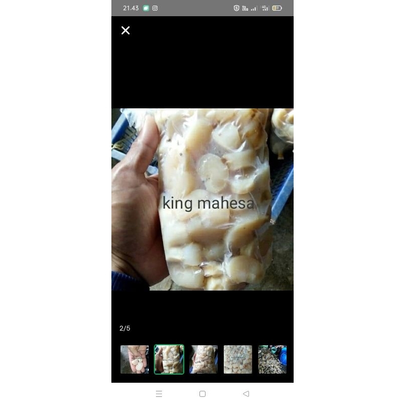 Jual scallop kerang kampak daging kerang Kampak | Shopee Indonesia