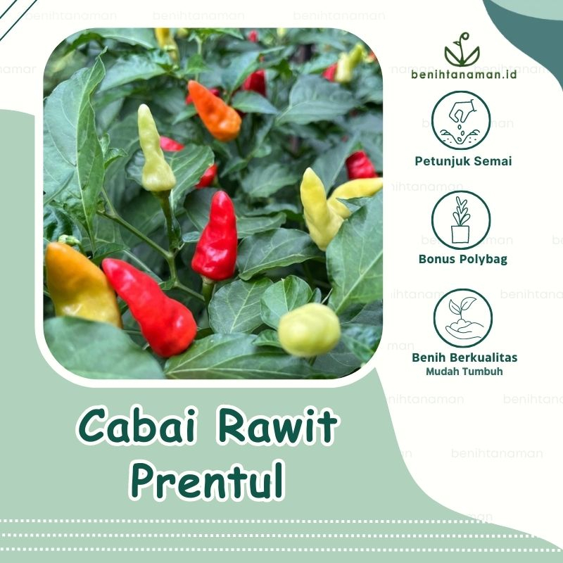 Jual 50 Biji - Benih Cabai Rawit Prentul , Cabe Rawit Frutescerns ...