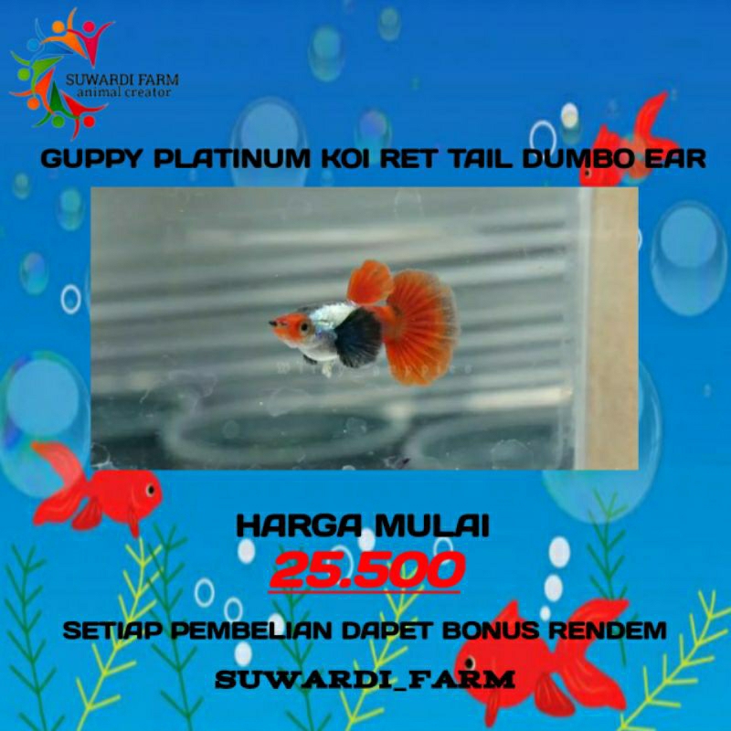 Jual Aksesoris Akuarium ( Guppy Platinum Koi Red Tail Dumbo Ear ) | Shopee Indonesia