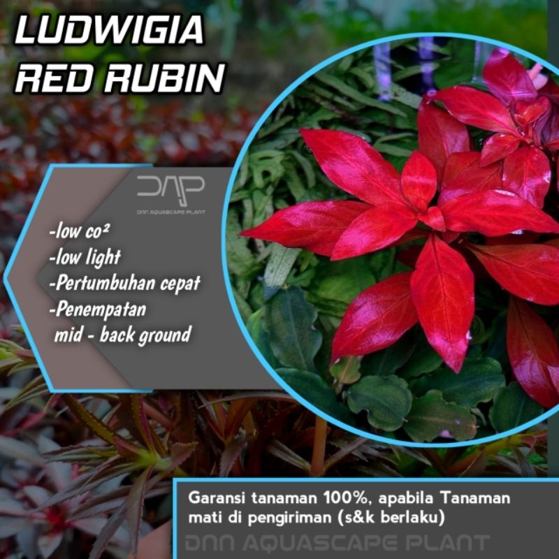Jual Ludwigia red rubin tanaman aquascape /stemp plant | Shopee Indonesia