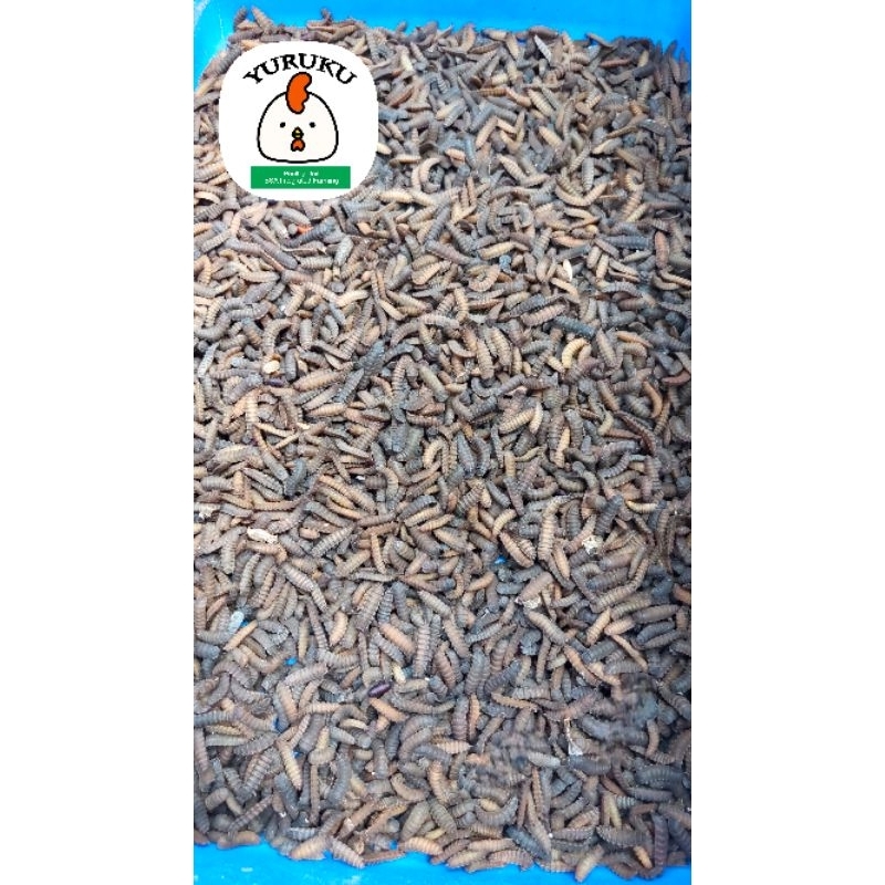 Jual Pupa Maggot BSF | Shopee Indonesia
