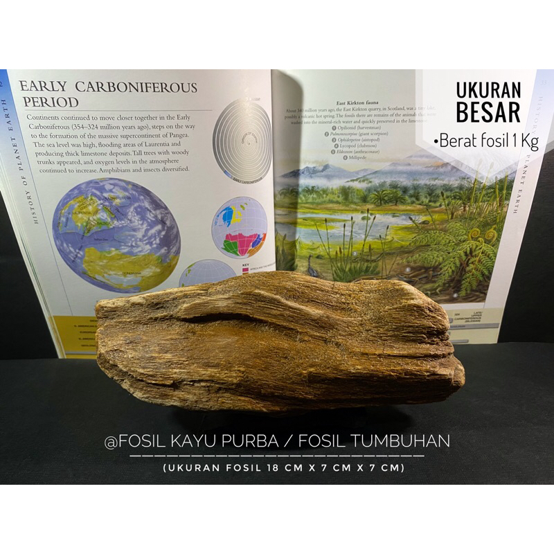 Jual Fosil Kayu Purba Natural C44 atau Fosil Tumbuhan Paleozoic atau ...