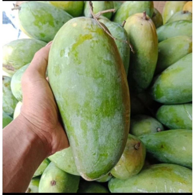 Jual Mangga Thailand Mangga Kiojay mengkel 1 kg | Shopee Indonesia