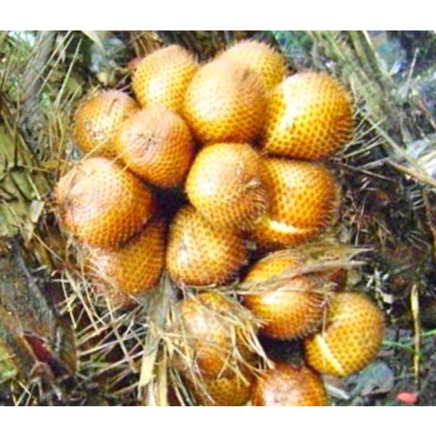 Jual salak gading salak kuning 1 kg | Shopee Indonesia