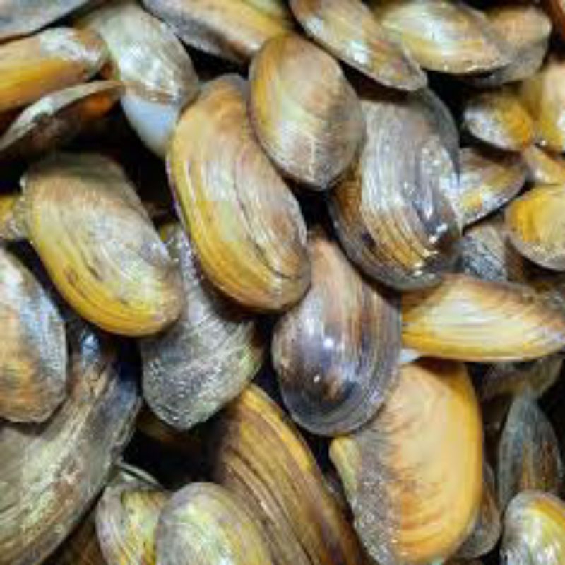 Jual Kijing Sungai Air Tawar. kerang sungai Segar | Shopee Indonesia