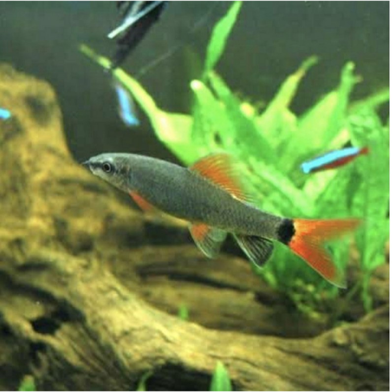 Jual Redfin Shark Ikan Hias Aquarium Aquascape Khusus GOJEK | Shopee ...