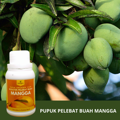 Jual Pupuk Mangga / Pupuk Booster Mangga Organik Cair / Pupuk Mangga Agar Berbuah Lebat Dan ...