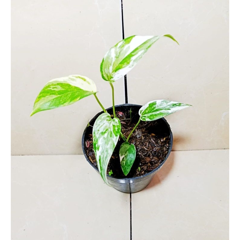 Jual Epip varigata putih | Shopee Indonesia
