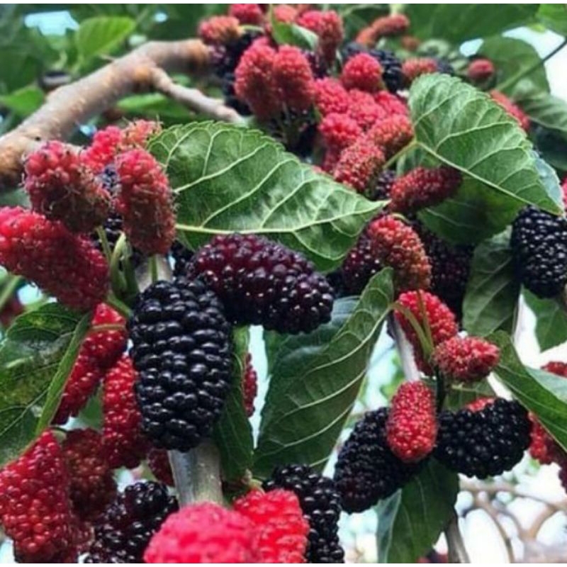 Jual Tanaman Mulberry, murbey | Shopee Indonesia