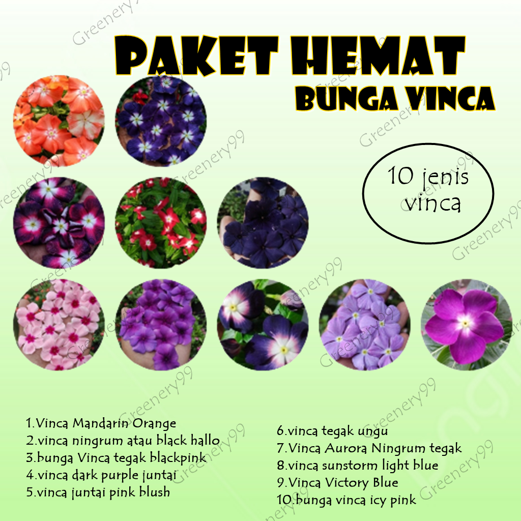 Jual benih biji tanaman hias pekarangan rumah bunga tapak dara ...