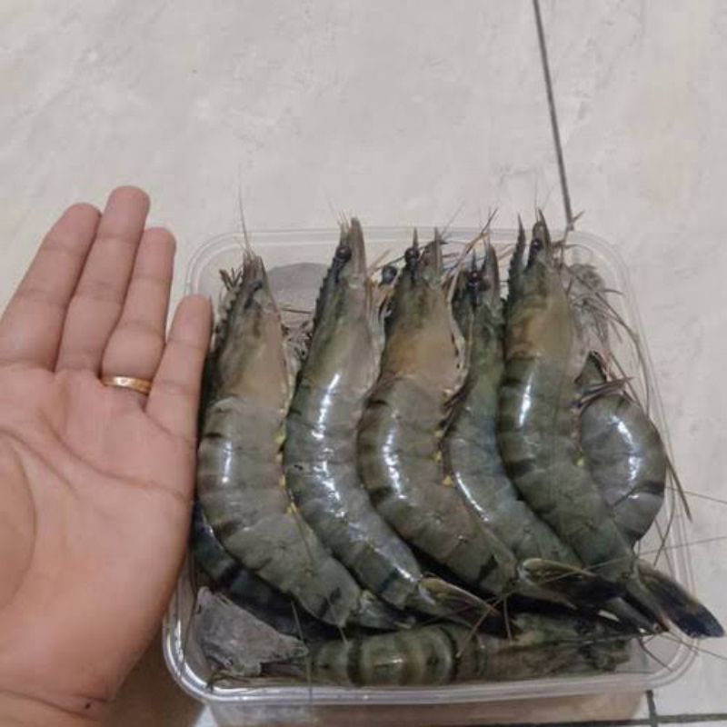 Jual Udang Windu Segar 1kg Udang fresh | Shopee Indonesia