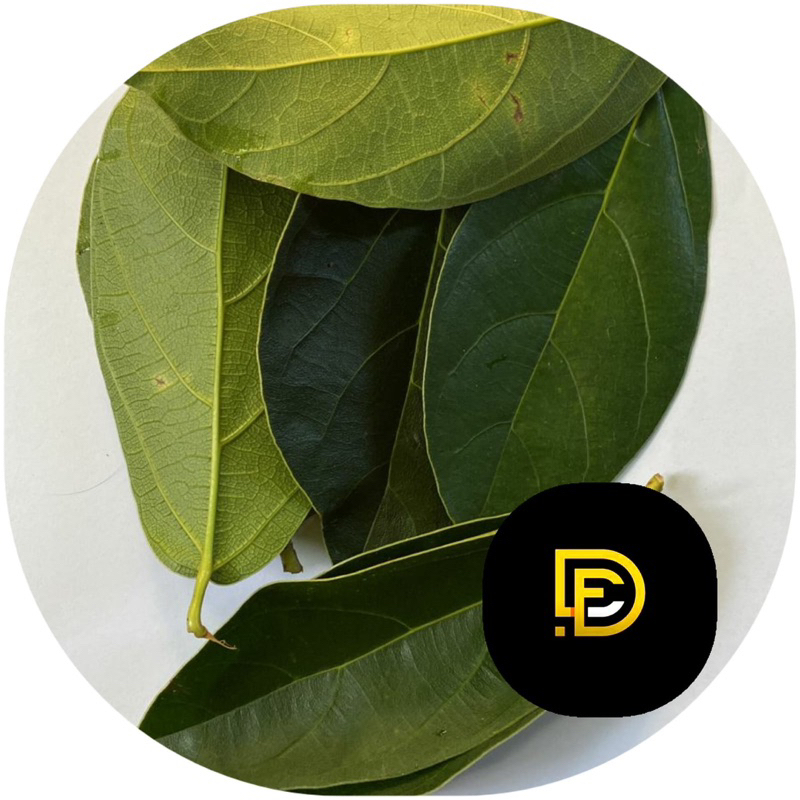 Jual Daun cincau hijau daun cincau perdu segar 1 kg | Shopee Indonesia