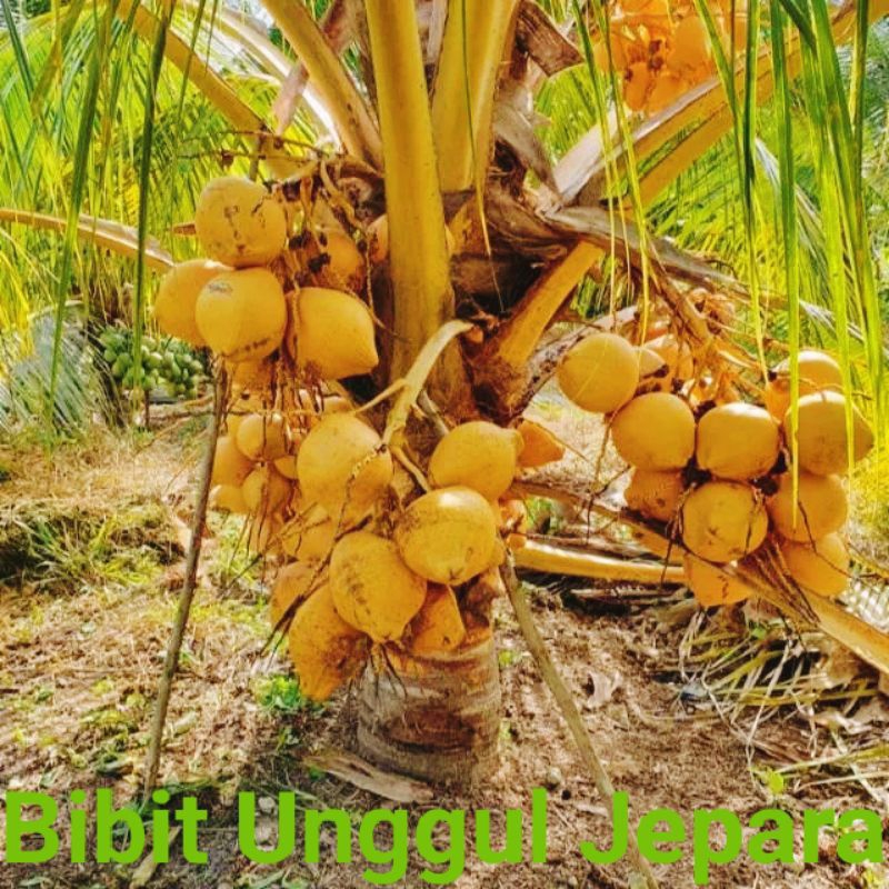 Jual BIBIT KELAPA GADING KUNING GOLDEN HIBRIDA 1M | Shopee Indonesia