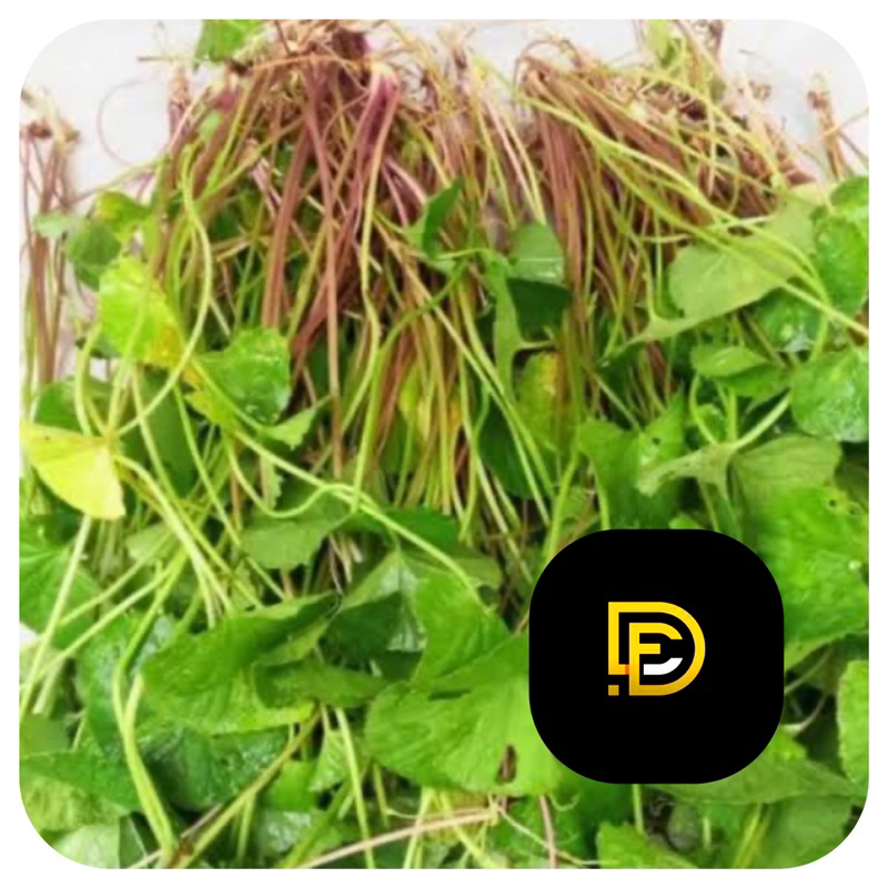 Jual Pegagan merah segar daun pegagan merah 1 kg-az | Shopee Indonesia