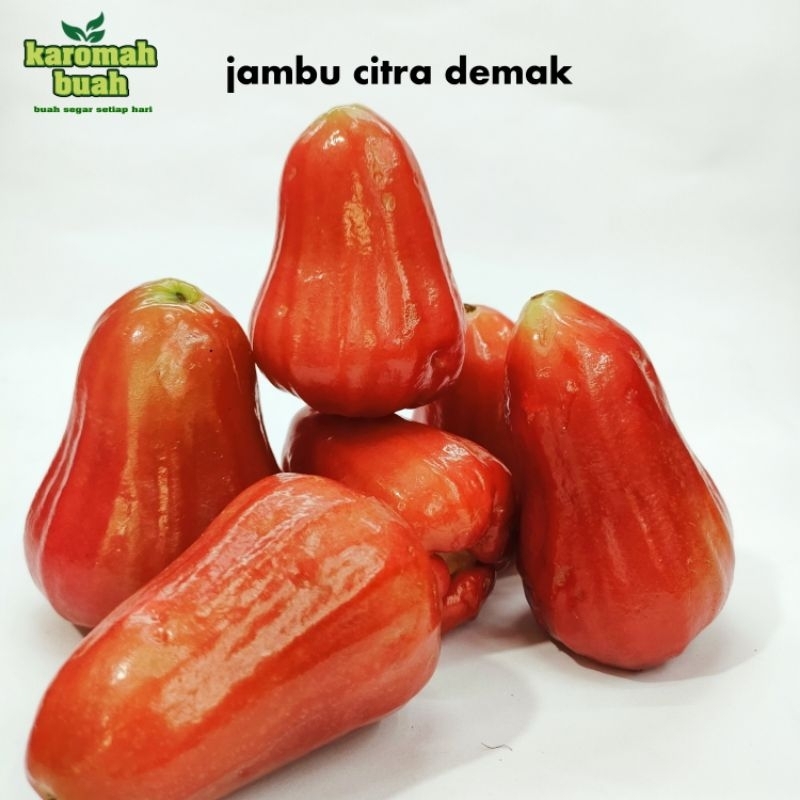 Jual buah jambu air citra DEMAK 1KG ( JAMBU DEMAK ASLI ) manis banyak ...