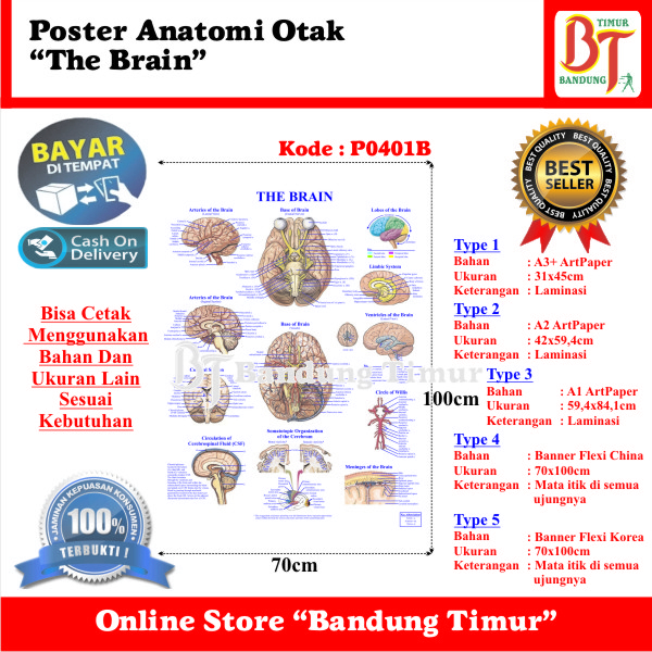 Jual POSTER ANATOMI OTAK - THE BRAIN | Shopee Indonesia