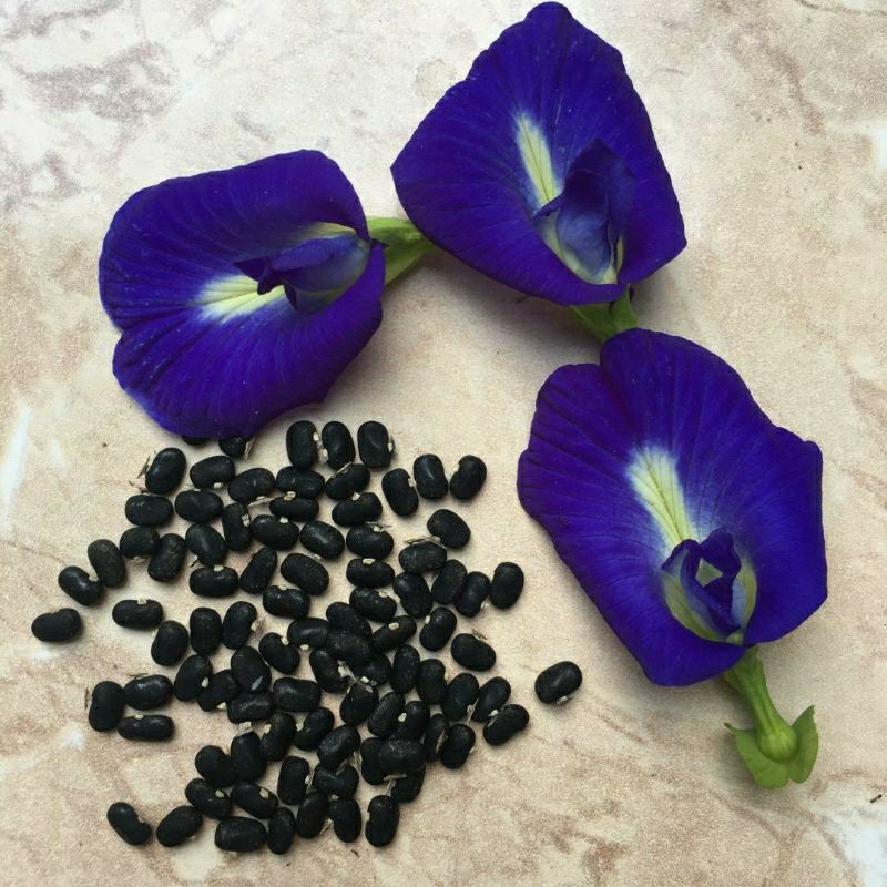 Jual Biji Benih Bunga Telang Ungu 150 Biji Bunga Telang Biru / Biji ...