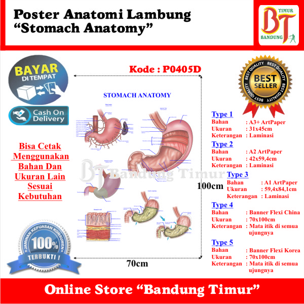 Jual POSTER ANATOMI LAMBUNG - STOMACH ANATOMY | Shopee Indonesia