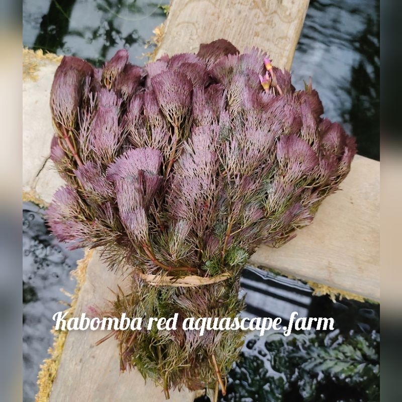 Jual paket hemat kabomba red 100 btg tanaman aquascape hiasan aquarium ...